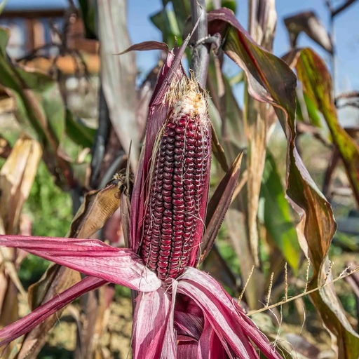 Boutique | GranaShop